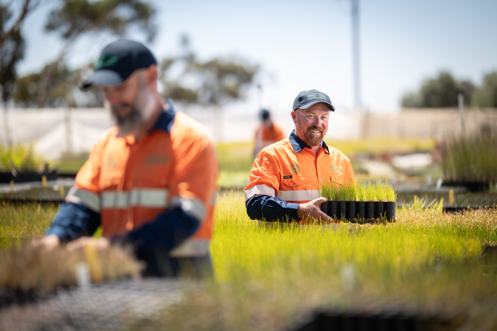 Find our Vic and SA Nurseries plants on Evergreen Connect | ecoDynamics