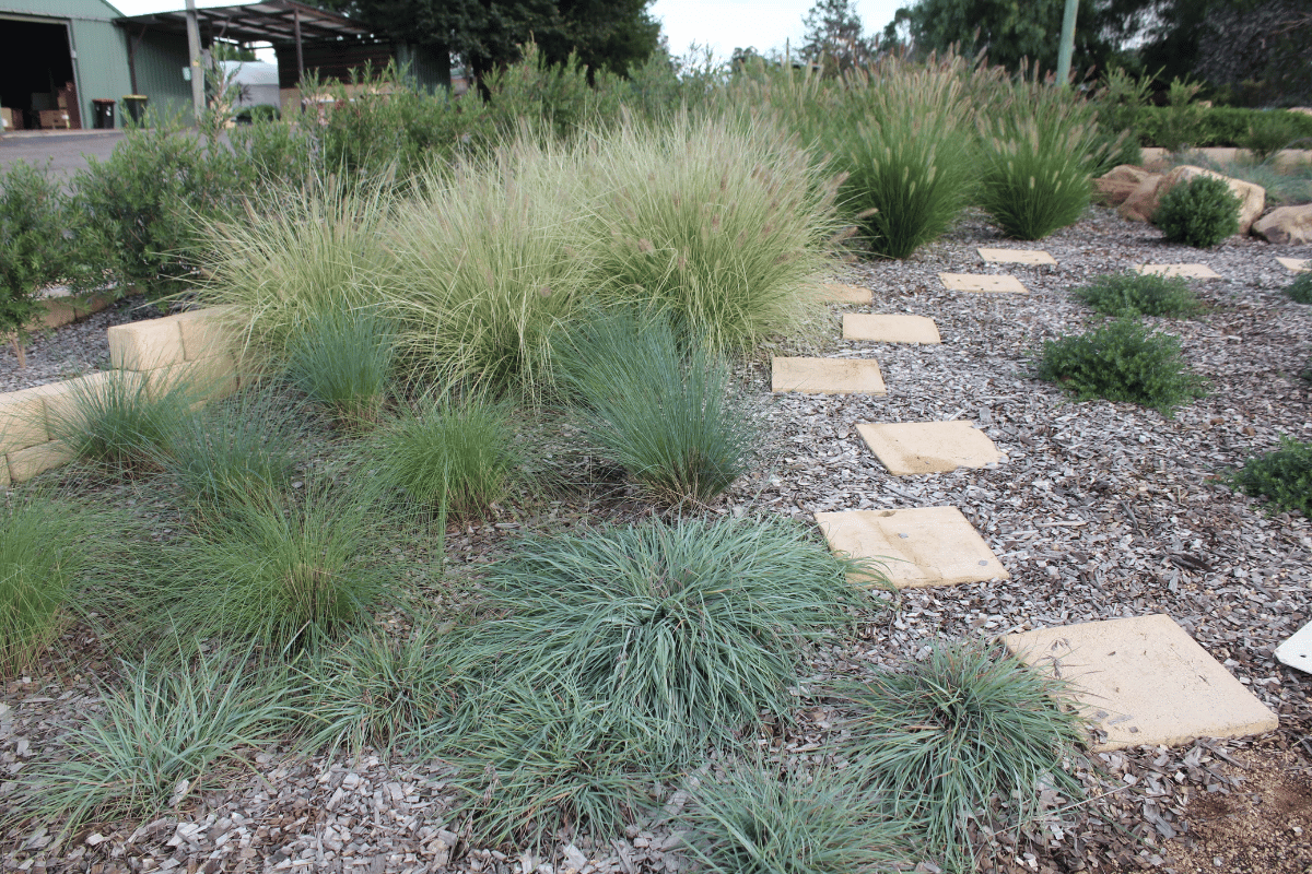 Indigenous Plants • Wholesale Nursery | ecoDynamics