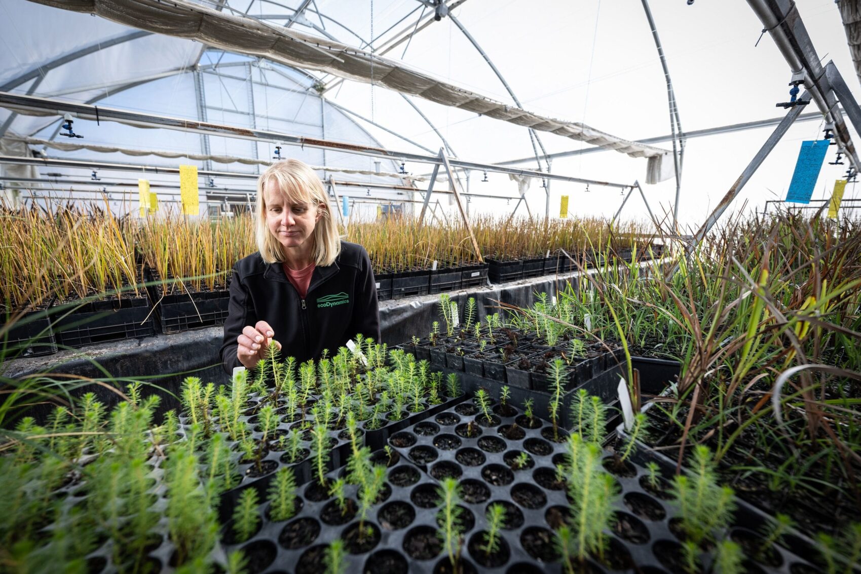 Landscape Services • Landscape Construction | ecoDynamics