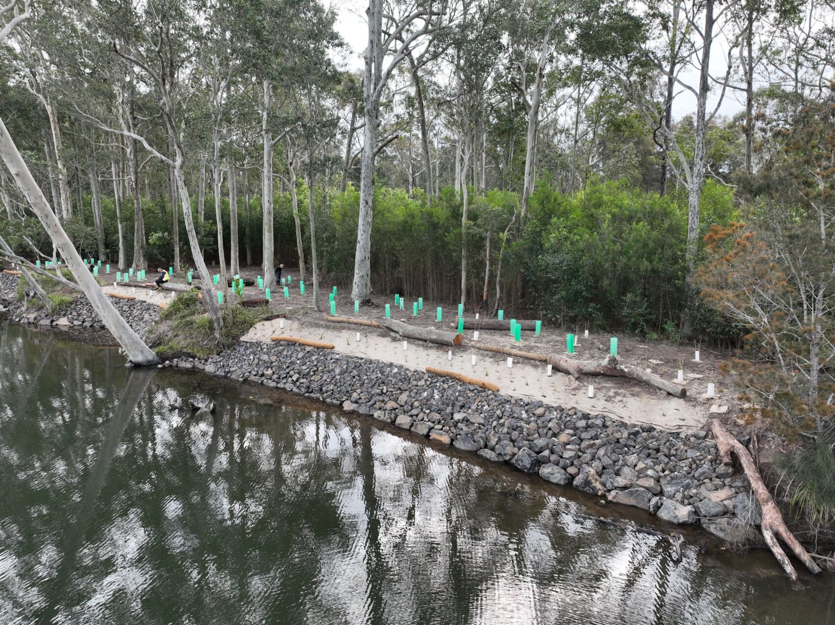 Wandandian Creek Project | ecoDynamics | Case Study
