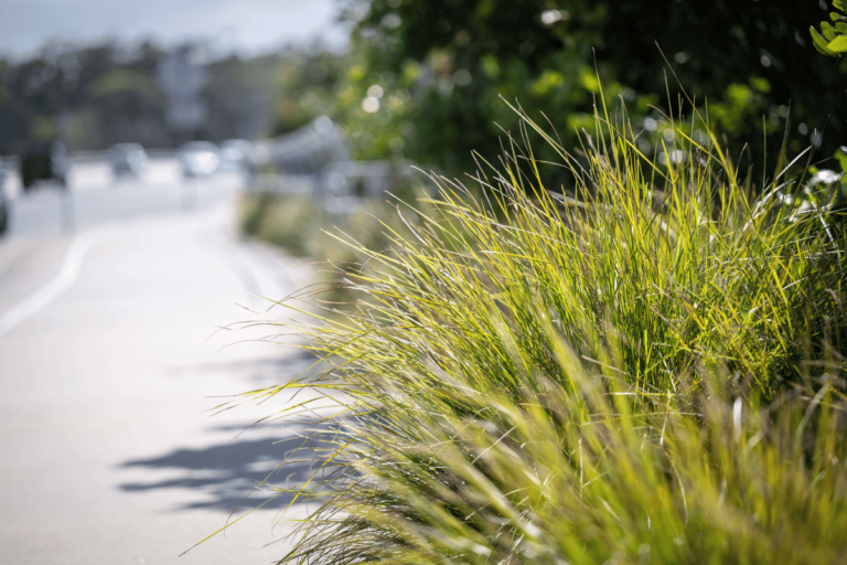 Burrill Lake Bridge Project | ecoDynamics | Case Study