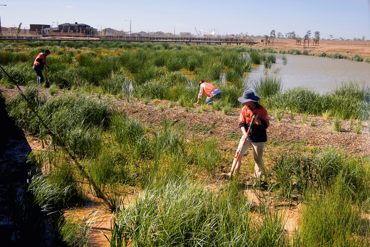 Construction Landscaping• Landscape Maintenance | ecoDynamics