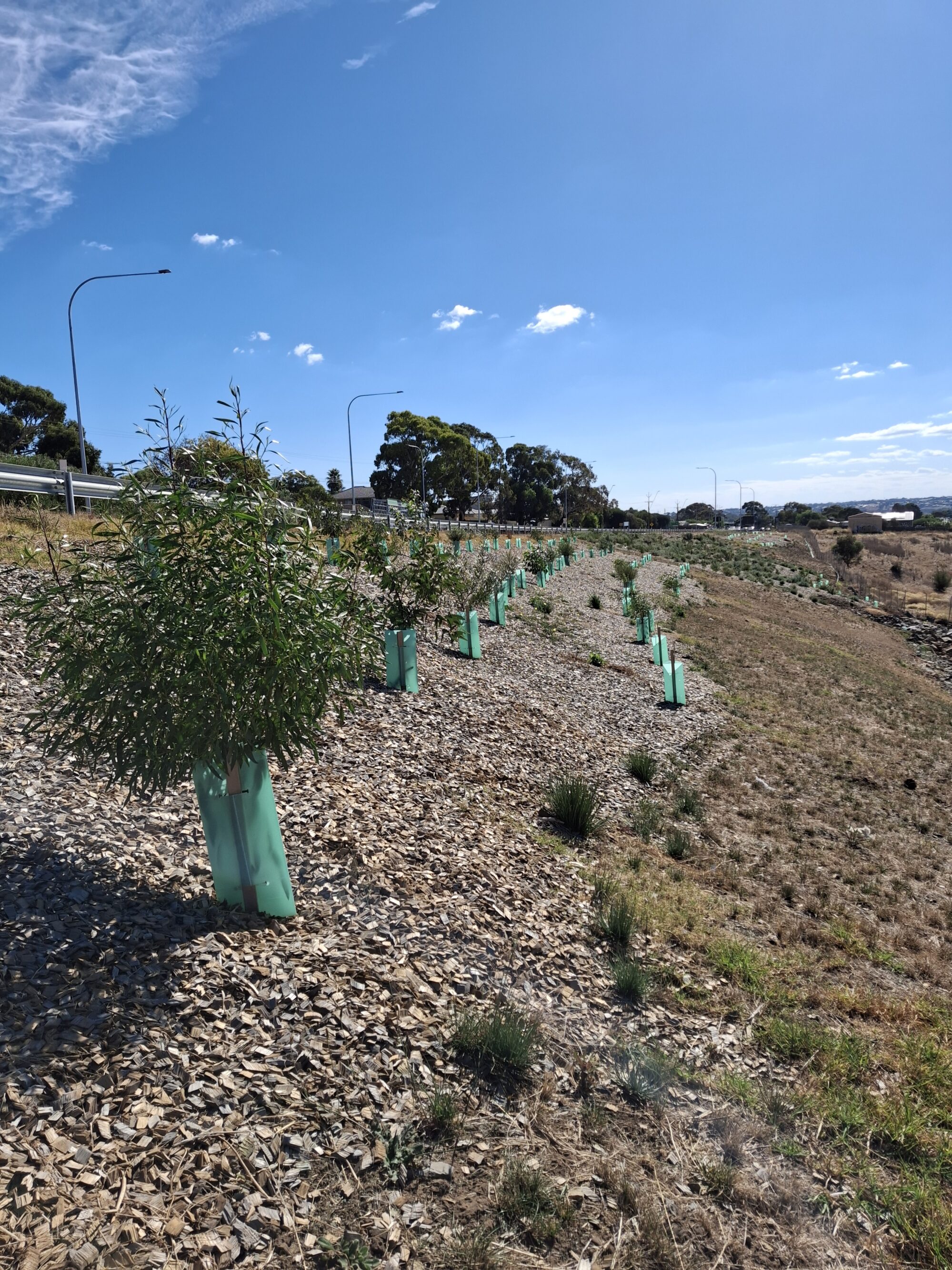 Fleurieu Connections Hydroseeding | ecoDynamics | Case Study